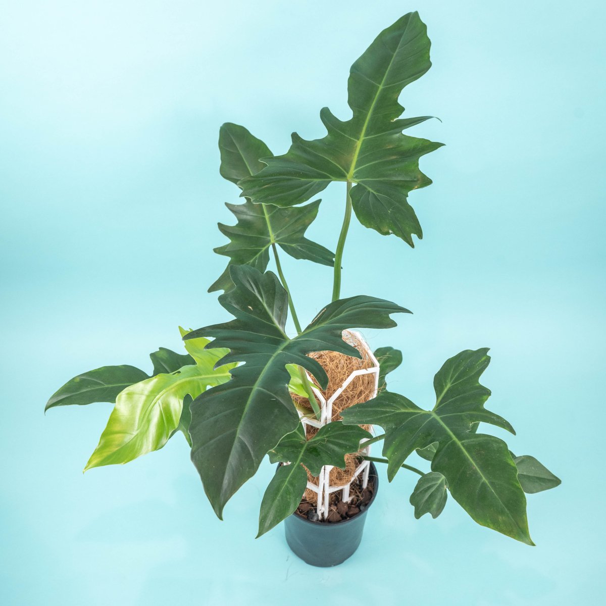 Unlocking Plant Secrets: Comprehensive Care Tips for Thriving Indoor G