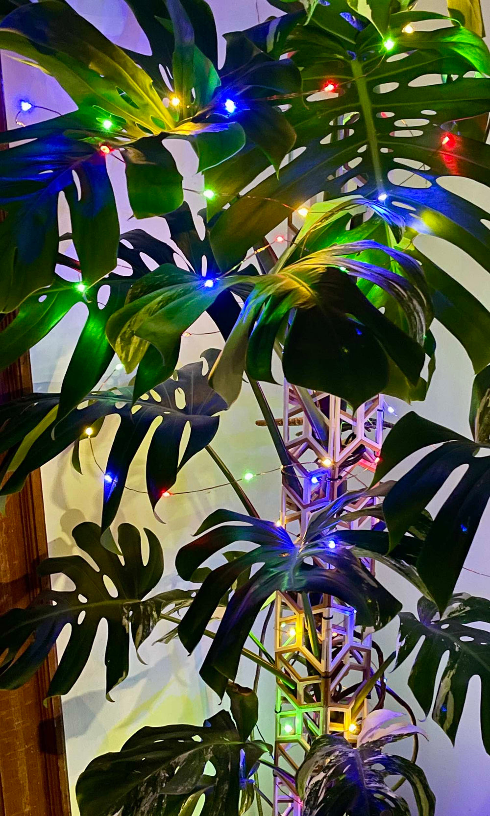 Super Trellis - Home